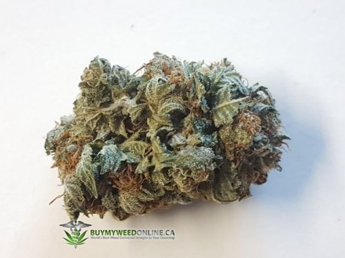 Enzo Kush Strain | Try to Boost Your Mood