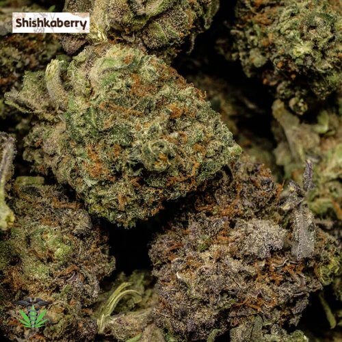 Shishkaberry Strain | Premium Indica Cannabis Strain