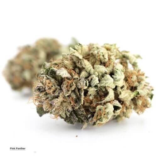 Pink Panther Strain | Sativa Dominant Hybrid