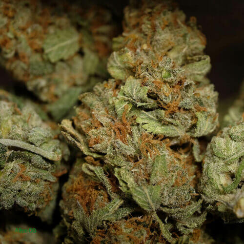 Alien Cookies Strain - Buy My Weed Online
