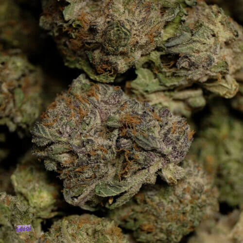 Modified Grapes Weed Strain Information | Indica Dominant Strain