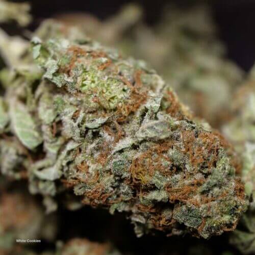 White Cookies Strain | Premium Indica Dominant Strain