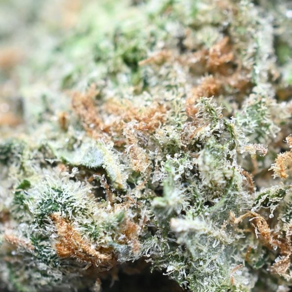 Platinum OG Strain | Grade AAA Marijuana Strain from Popeyes