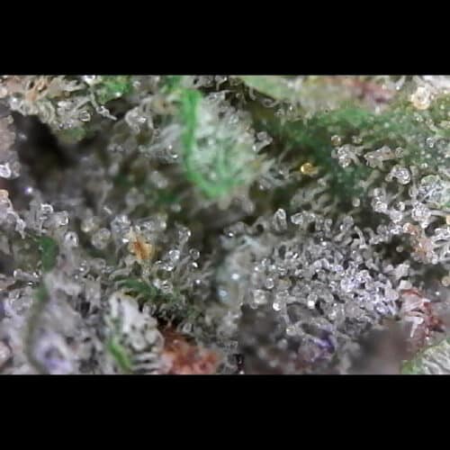 Pineapple Nuken Strain | Premium Balanced Hybrid Strain