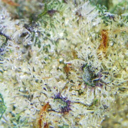 Master Yoda Mac 1 Weed - Premium Strain for Sale