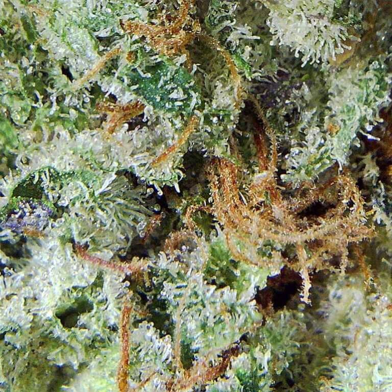 MAC 10 Weed Strain – Potent Miracle Alien Cookies Online