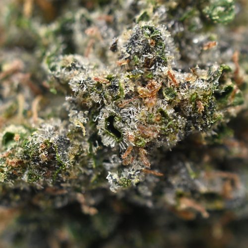 El Chapo Strain | Indica Dominant Hybrid by Popeyes Ganja Bags
