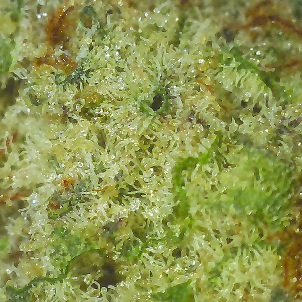 Buy Mac 1 Strain Online - Premium Cannabis Products | Shop Now