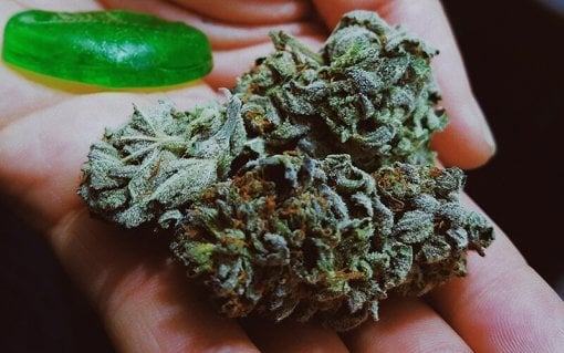 Cannabis Strains Guide: Indica vs Sativa vs Hybrid (2026)