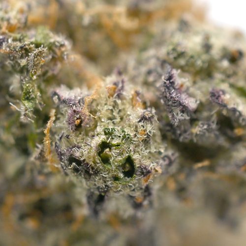 Purple Candy Strain | Balanced Weed Strain by Popeyes Ganja Bags