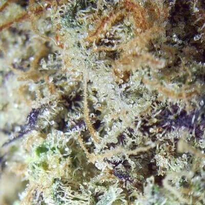 Oreoz Strain | Premium Indica Cannabis Strain