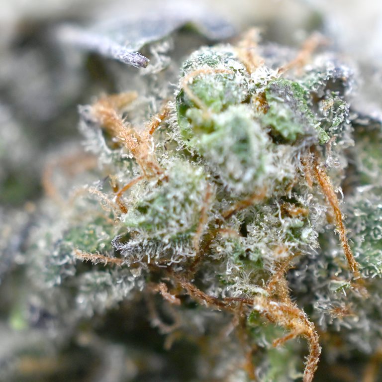 Mac Daddy Strain | Exceptional Indica Dominant Cannabis Strain