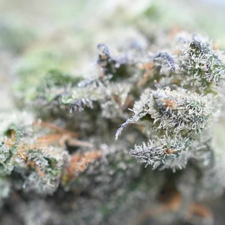 Mac Daddy Strain | Exceptional Indica Dominant Cannabis Strain