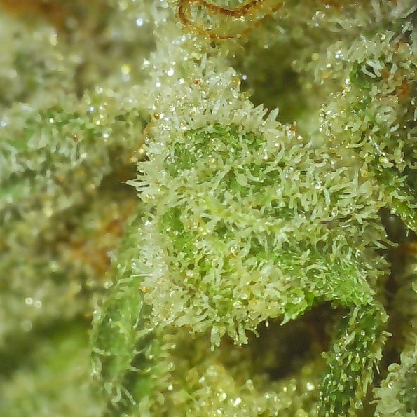 Pure Michigan Strain | Indica Dominant Hybrid by Thunder Buddies