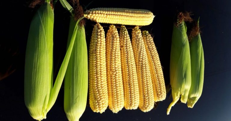 How to Roll a Corn Husk Joint in 5 Easy Steps