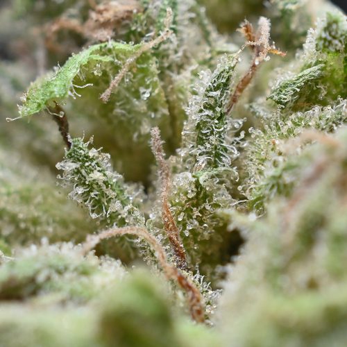 Agent Orange Weed | Sativa Dominant Strain by Popeyes Ganja Bags