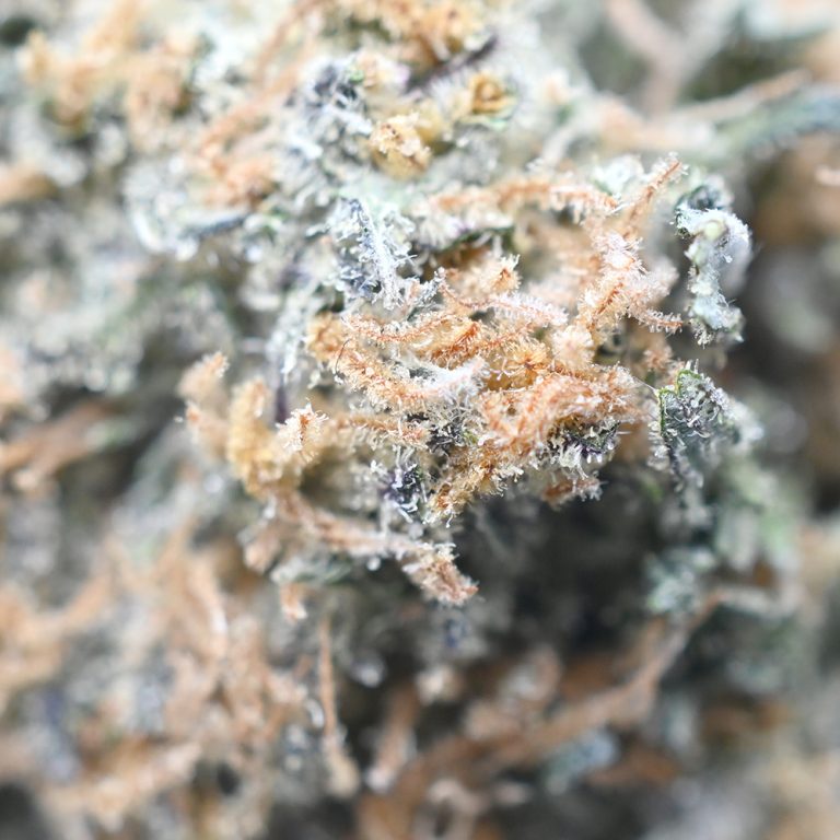 Italian Ice | Indica Dominant Cannabis Strain by Popeyes