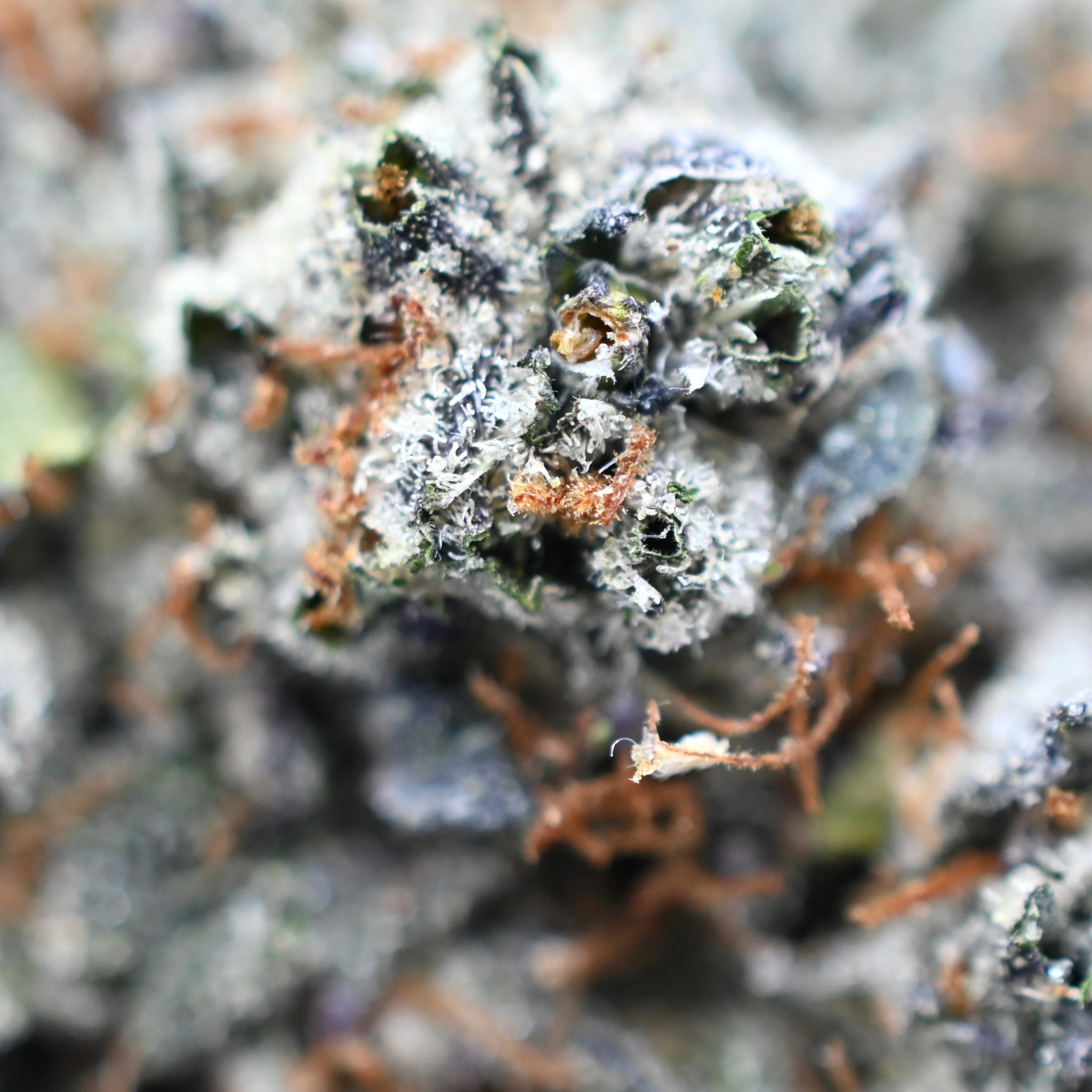 Space Queen Strain - December Special Offer - Buy My Weed Online