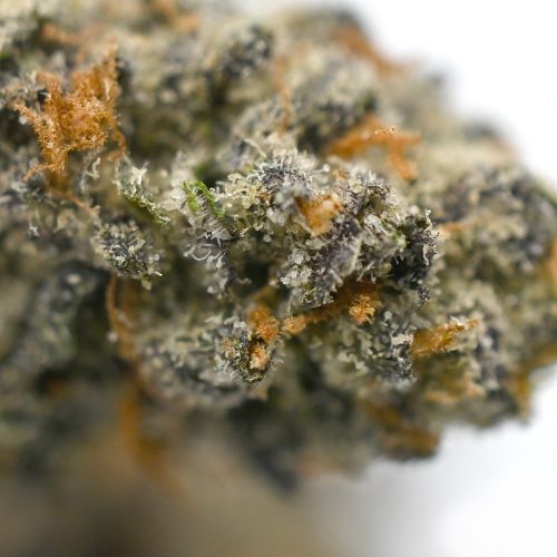 Martian Candy Strain - October Special Offer - Buy My Weed Online