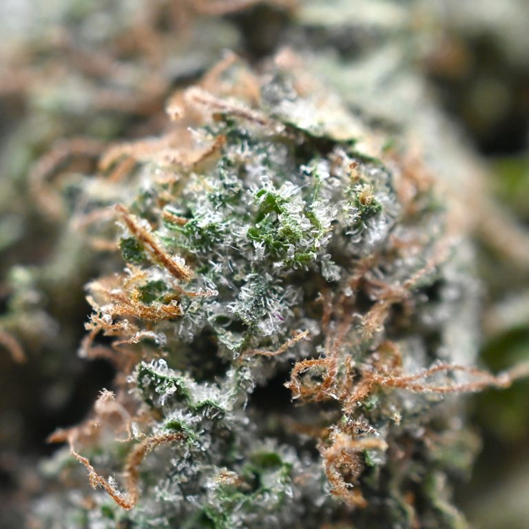 9 Pound Hammer Strain - May Special Offer - Buy My Weed Online