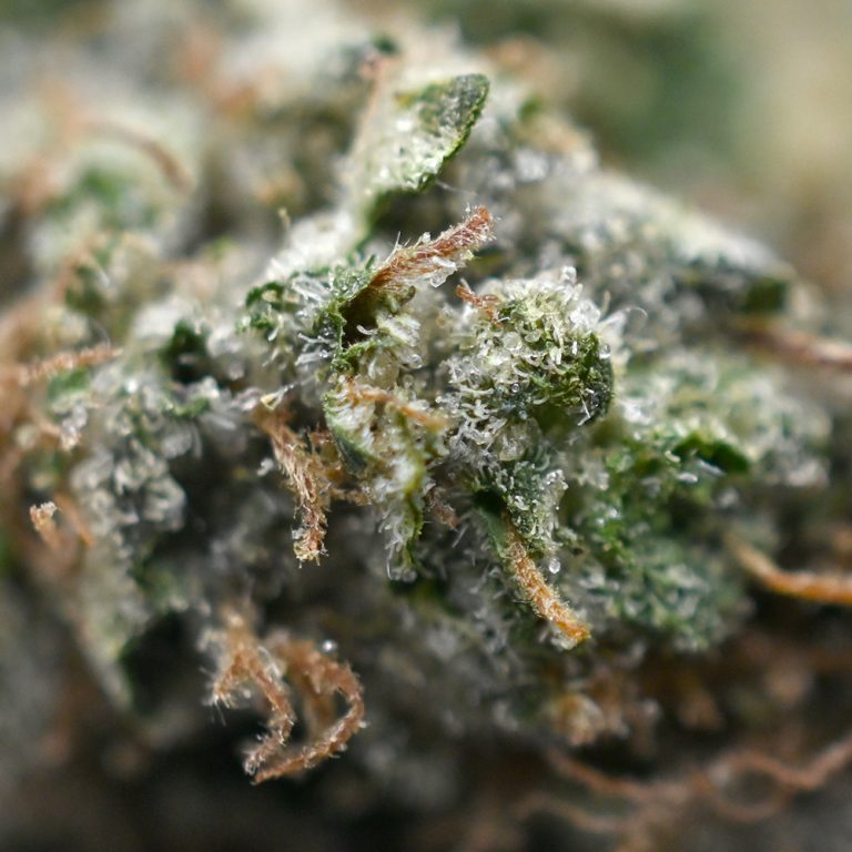 9 Pound Hammer Strain - May Special Offer - Buy My Weed Online