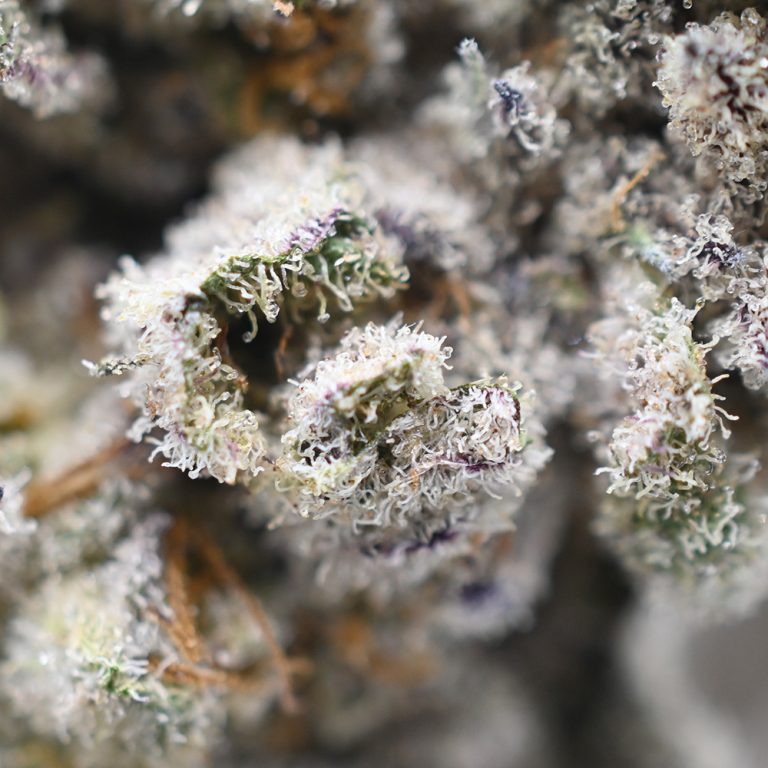 Kush Mintz - Thunder Buddies Strain - December Special Offer - Buy My ...