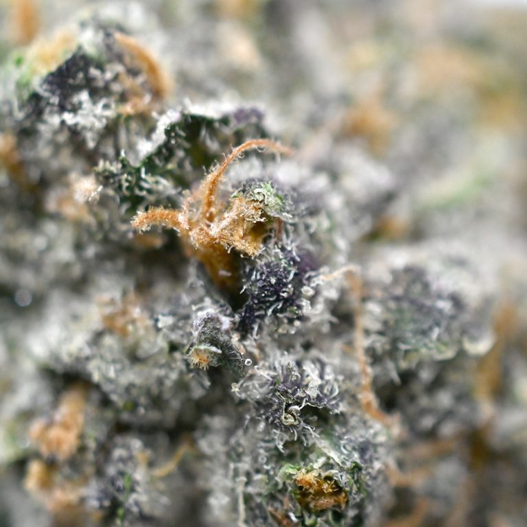 Red Velvet Strain - May Special Offer - Buy My Weed Online