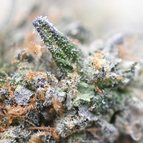 Gumbo - Popeyes Ganja Bags Strain - October Special Offer - Buy My Weed ...