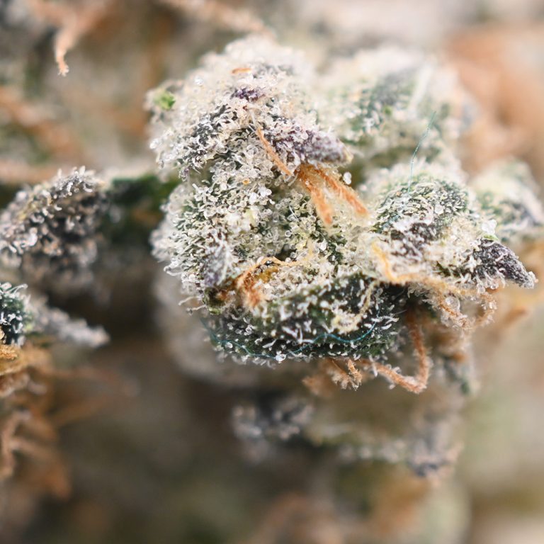 Purple Tom Ford - Thunder Buddies Strain - May Special Offer - Buy My ...