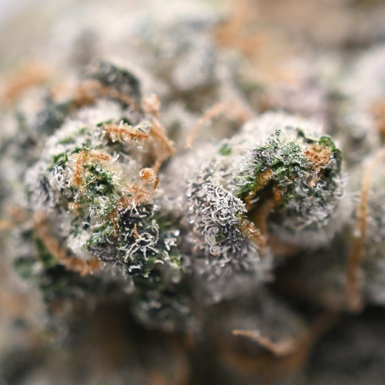 Purple Tom Ford - Thunder Buddies Strain - May Special Offer - Buy My ...